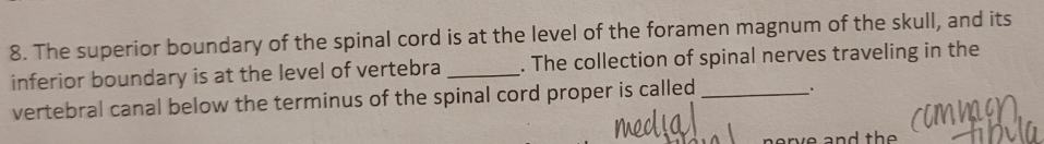 Solved The superior boundary of the spinal cord is at the | Chegg.com