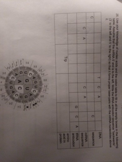 Solved 26. Use your knowledge of nucleic acids and the codon | Chegg.com