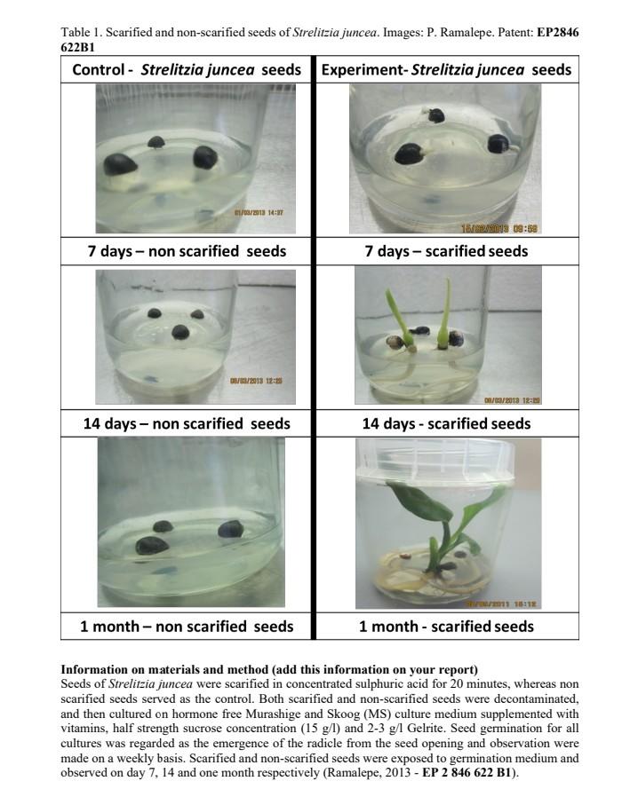Solved Angiosperm Reproduction Practical Angiosperm | Chegg.com