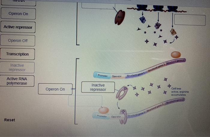 Solved Please label the image to review the control of an | Chegg.com