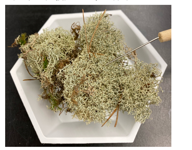 Solved Identify the morphology type of the following lichen? | Chegg.com