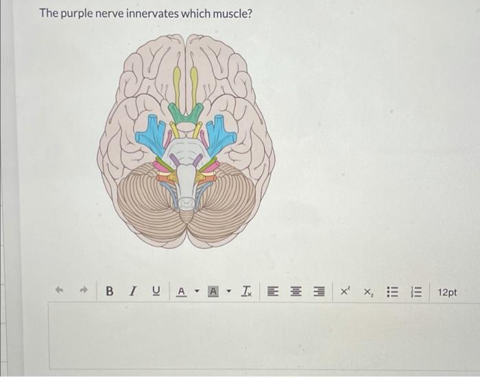 Solved The purple nerve innervates which muscle? + 순 ΒΙ Ο Α | Chegg.com