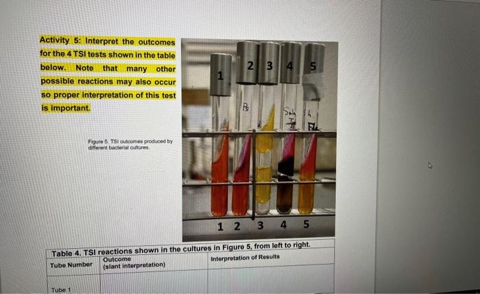 Solved 2 3 4 5 Activity 5: Interpret the outcomes for the 4 | Chegg.com