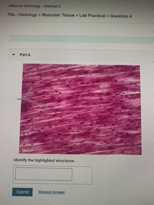 Solved Muscular Tissue > Lab Practical > Question 4 Part A | Chegg.com