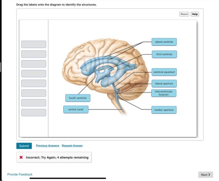 Solved Drag the appropriate labels to their respective | Chegg.com