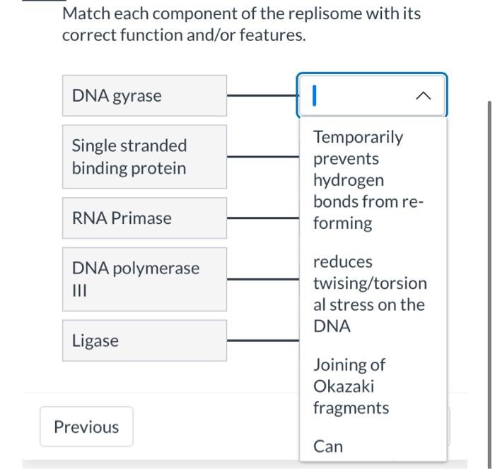 Solved Match each component of the replisome with its | Chegg.com