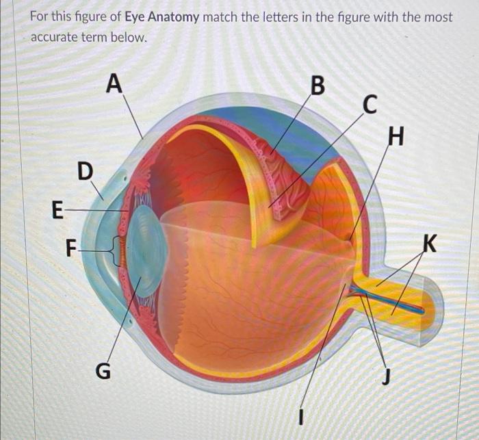 Solved For this figure of Eye Anatomy match the letters in | Chegg.com