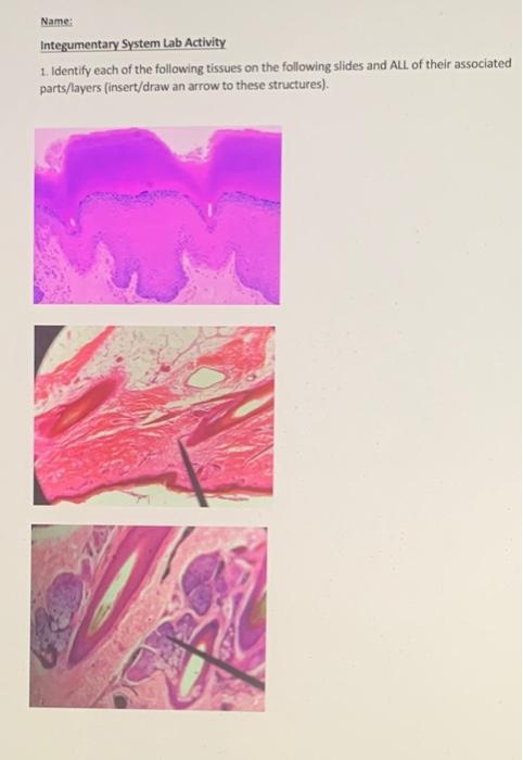Solved Name: Integumentary System Lab Activity 1. Identify | Chegg.com