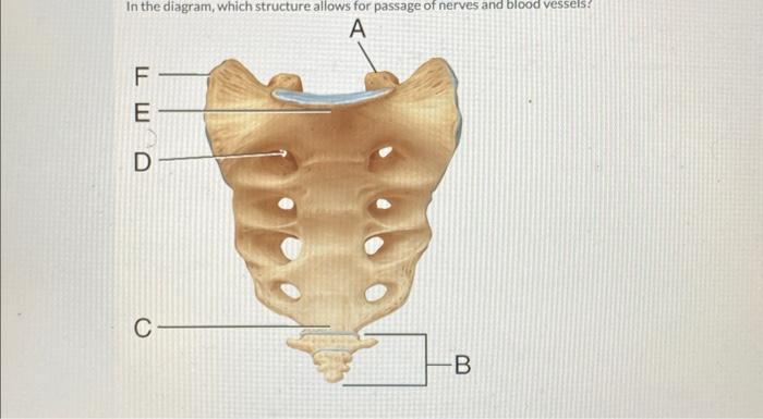 Solved In the diagram, which structure allows for passage of | Chegg.com