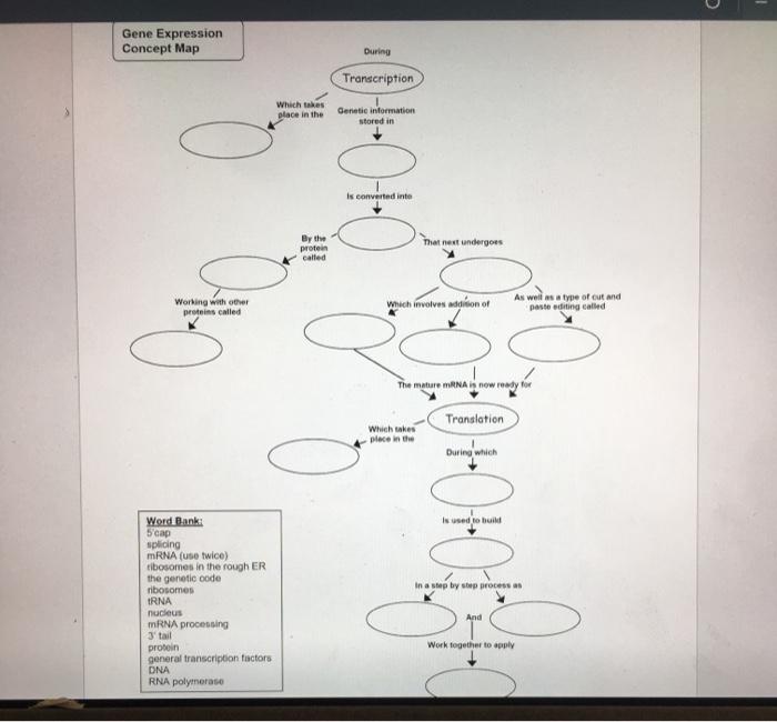 Solved Gene Expression Concept Map During Transcription | Chegg.com