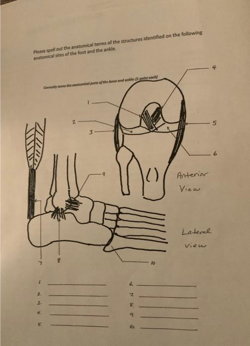 Solved ahell out the anatomical tems of the structures | Chegg.com