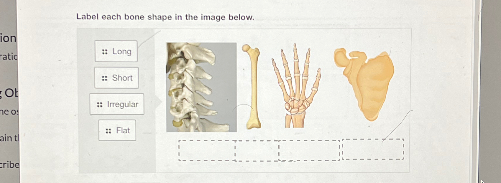 Solved Label each bone shape in the image below. | Chegg.com
