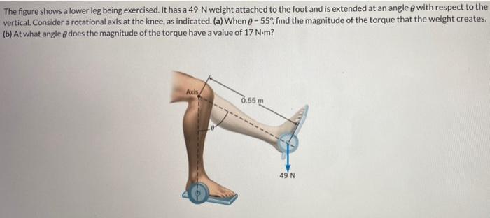 Solved The figure shows a lower leg being exercised. It has | Chegg.com