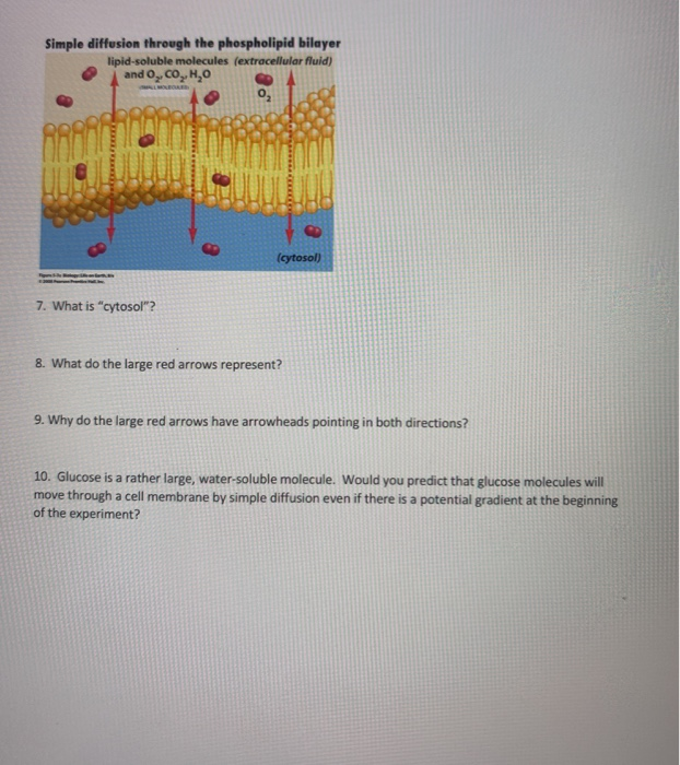Simple diffusion through the phospholipid bilayer | Chegg.com