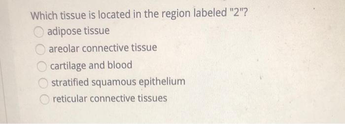 Solved 8 9 10 Which tissue is located in the region | Chegg.com