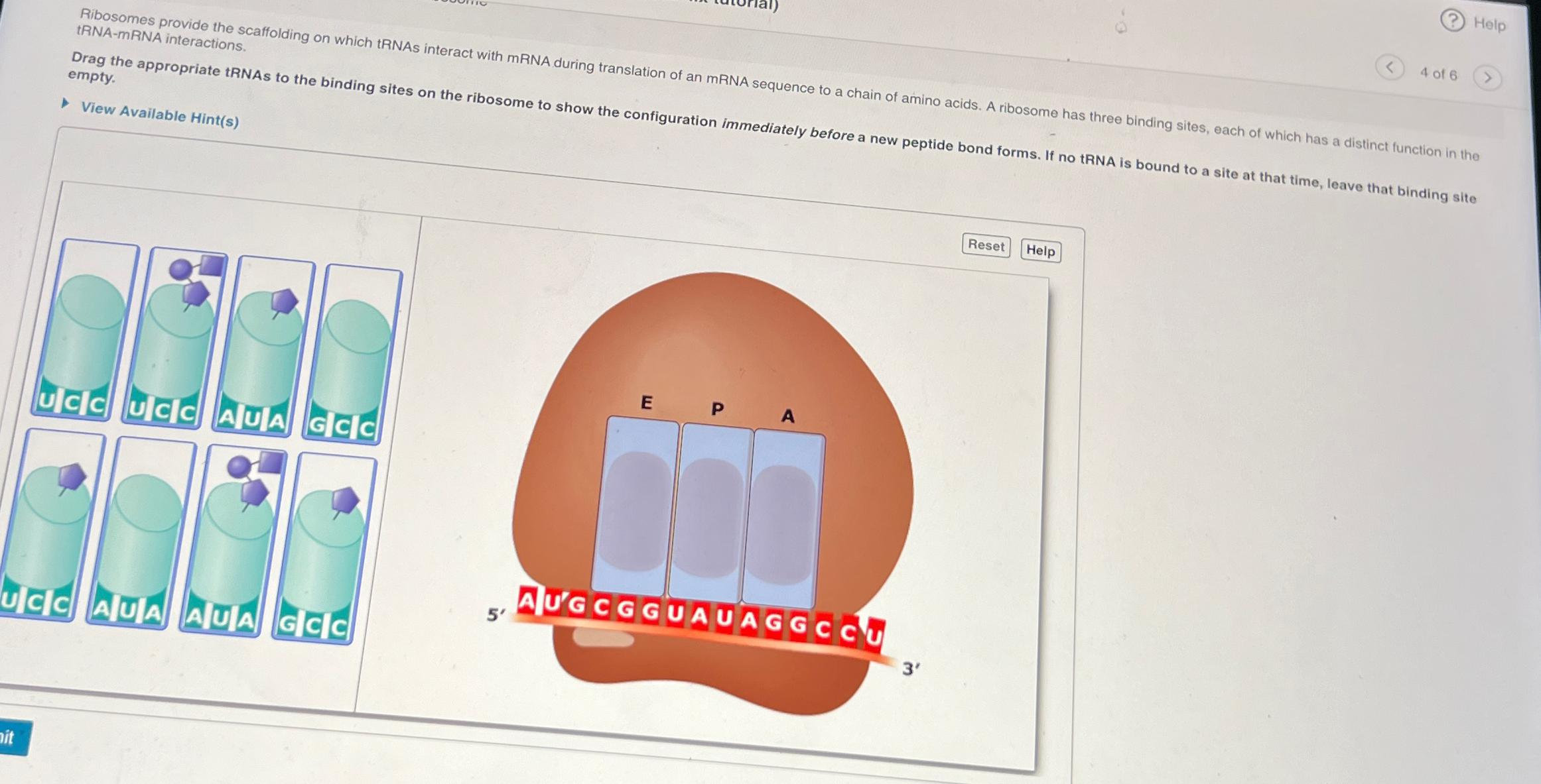 Solved Ribosomes provide the sc. ﻿TRNA-mRNA interactions.(?) | Chegg.com