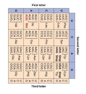 Solved Use the following mRNA sequence and codon chart to | Chegg.com