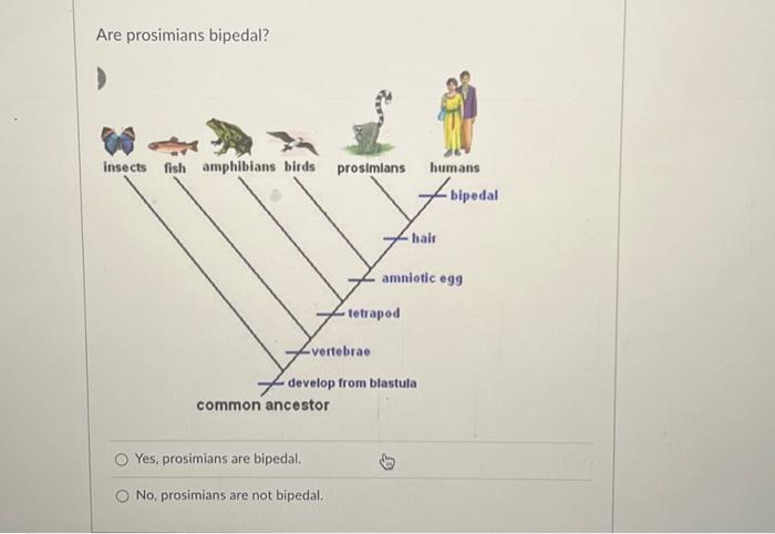 Solved Are prosimians bipedal? insects fish amphibians birds | Chegg.com