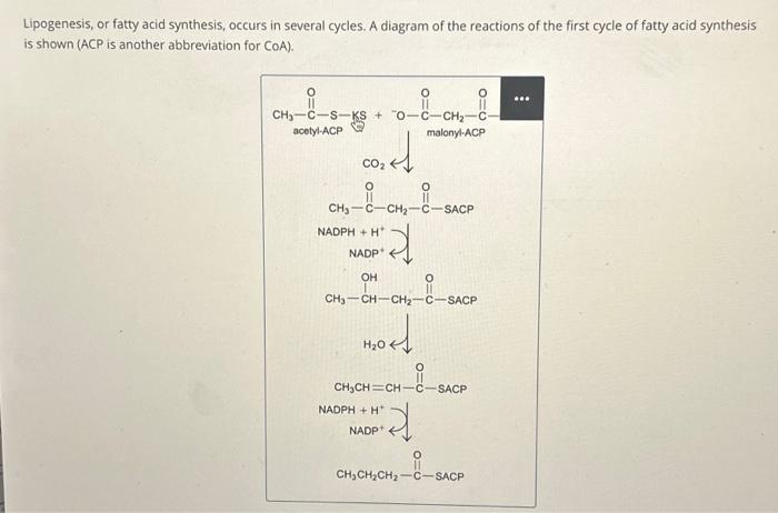 Solved Lipogenesis, or fatty acid synthesis, occurs in | Chegg.com