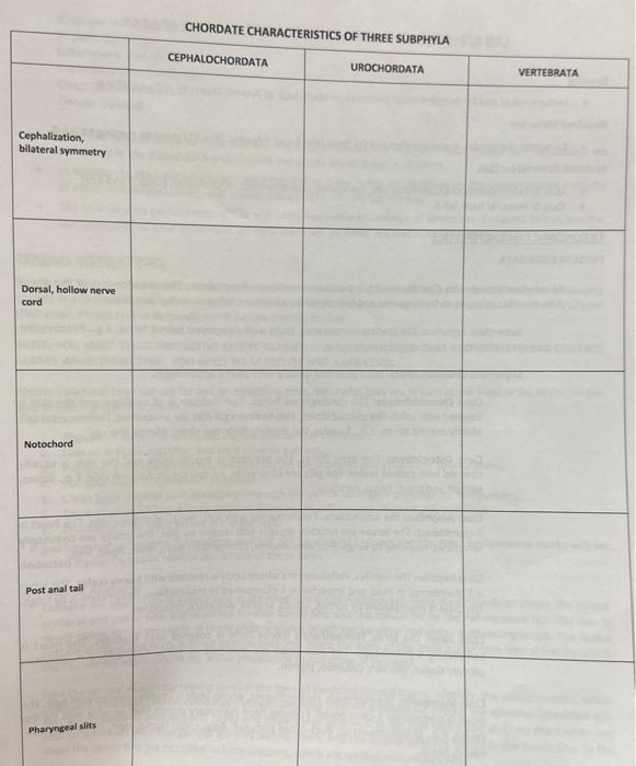 Solved COMPARISON OF CLASSES OF ECHINODERMATA | Chegg.com