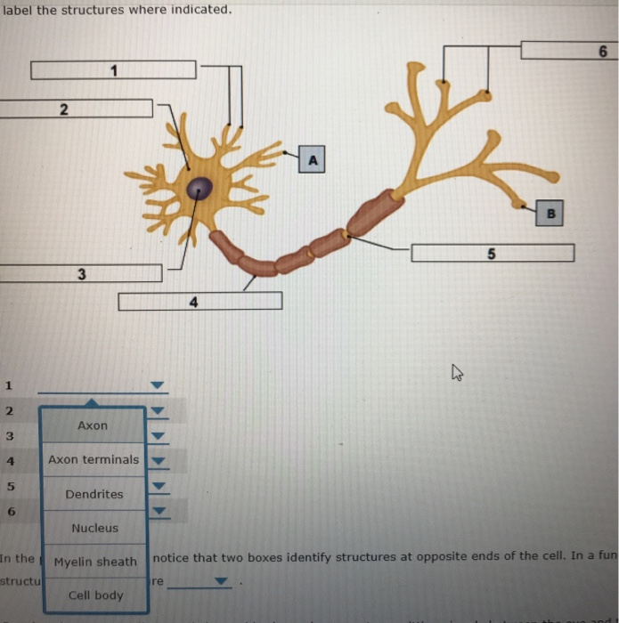 Solved to label the structures where indicated. 6 2 2 3 4 5 | Chegg.com