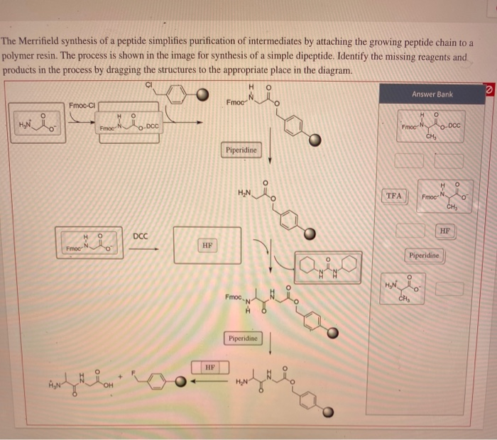 Solved The Merrifield synthesis of a peptide simplifies | Chegg.com