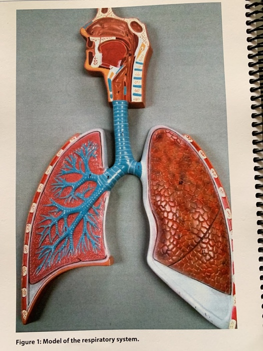 Solved Complete the table based on Figures 1 and 2, model of | Chegg.com