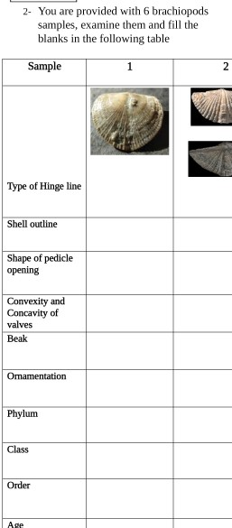Solved 2- You are provided with 6 brachiopods samples, | Chegg.com