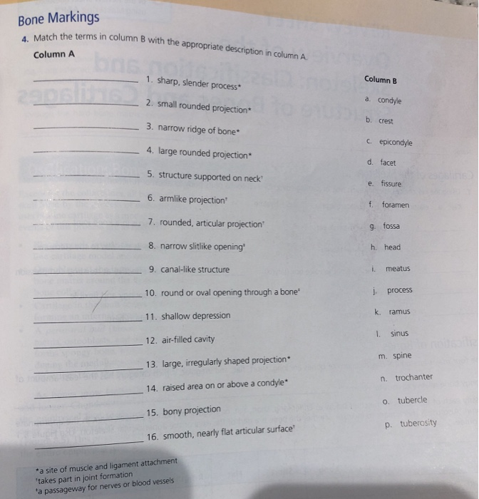 Solved Bone Markings 4. Match the terms in column B with the | Chegg.com