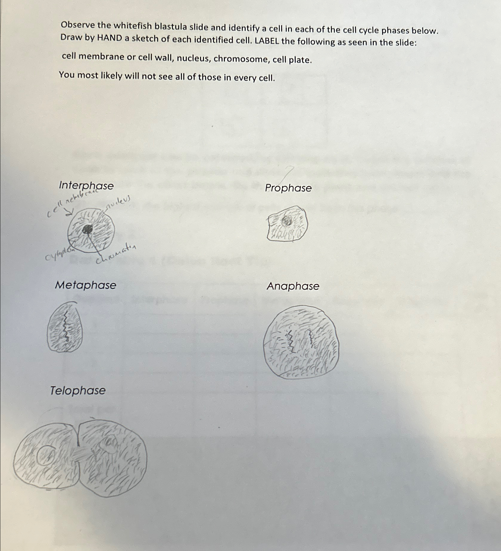 Solved Observe the whitefish blastula slide and identify a | Chegg.com