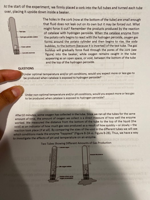 Solved At the start of the experiment, we firmly placed a | Chegg.com