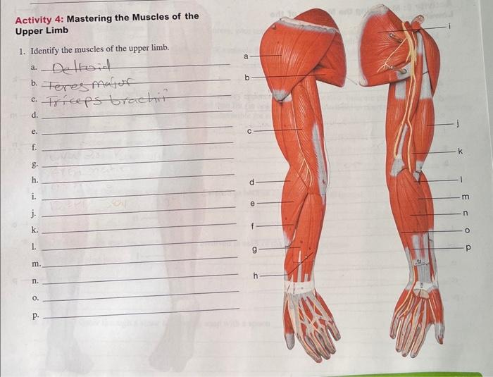 Solved 2. Name a trunk muscle that fits each of the | Chegg.com