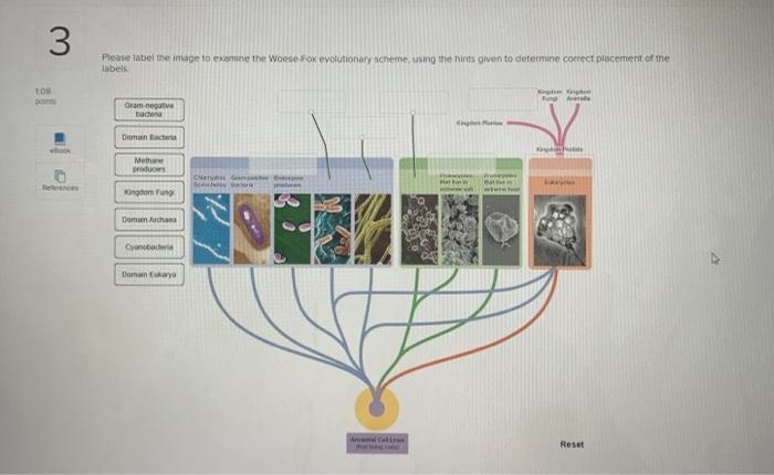 3 Please tabel the image to examine the Woese Fox | Chegg.com