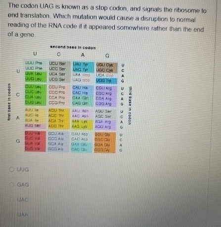 Solved The codon UAG is known as a stop codon, and signals | Chegg.com