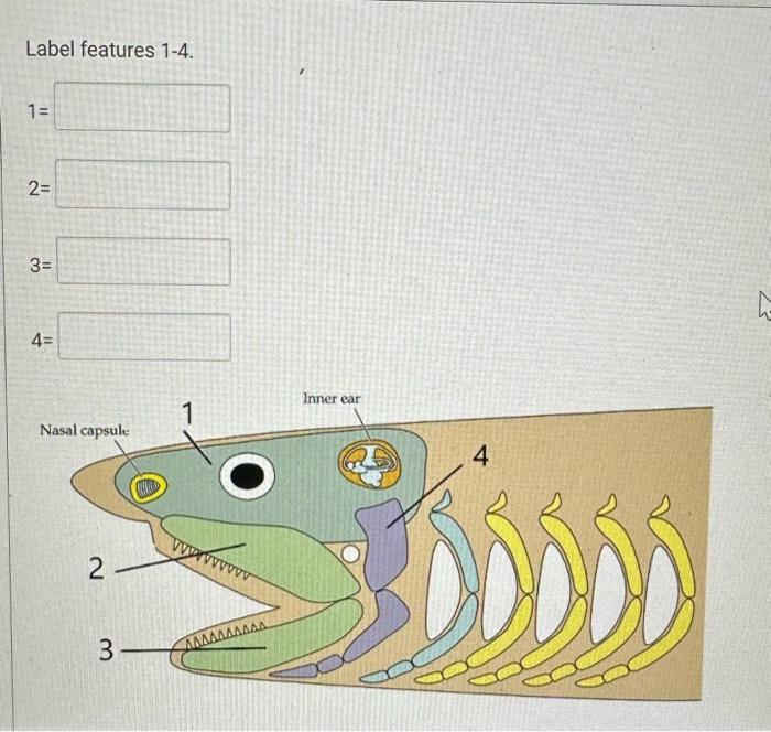 Solved Label features 1−4. | Chegg.com Solved Label features 1−4. | Chegg.com