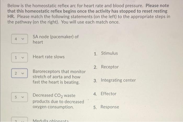 Solved Below is the homeostatic reflex arc for heart rate | Chegg.com