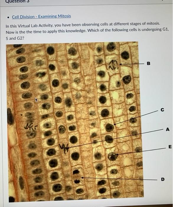 Solved Question Cell Division - Examining Mitosis In this | Chegg.com