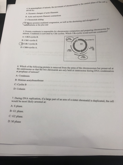 Solved 4 In premetaphase of mitosis, the movement of | Chegg.com