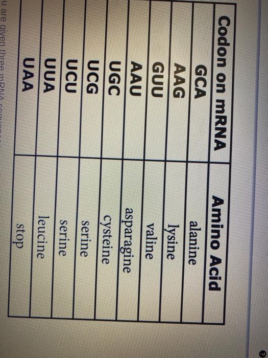 Solved Codon on mRNA GCA AAG GUU AAU UGC UCG UCU UUA UAA | Chegg.com