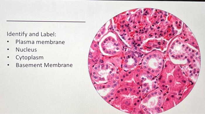Solved Identify and Label: - Plasma membrane - Nucleus - | Chegg.com