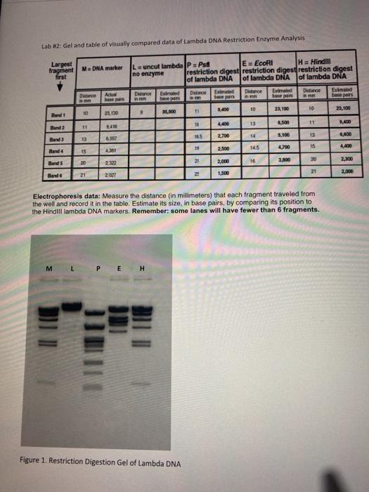 Solved Base pair (size) determination based on standard | Chegg.com