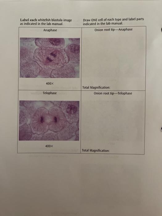 Solved 89 Label each whitefish blastula image as indicated | Chegg.com