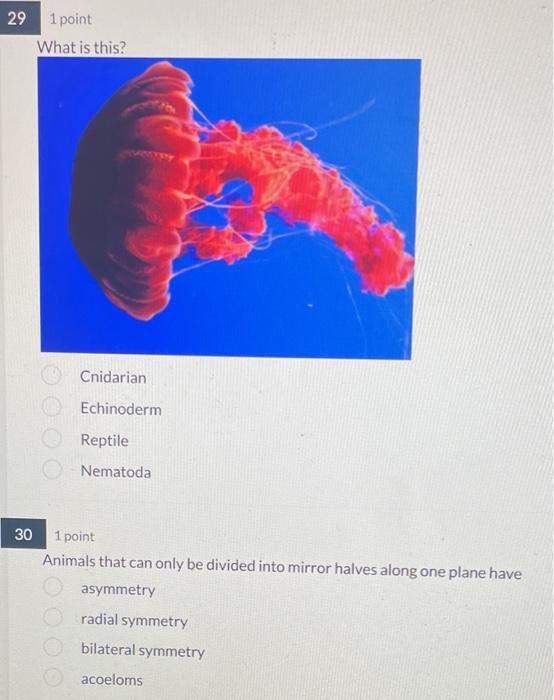 Solved What is this? Cnidarian Echinoderm Reptile Nematoda 1 | Chegg.com