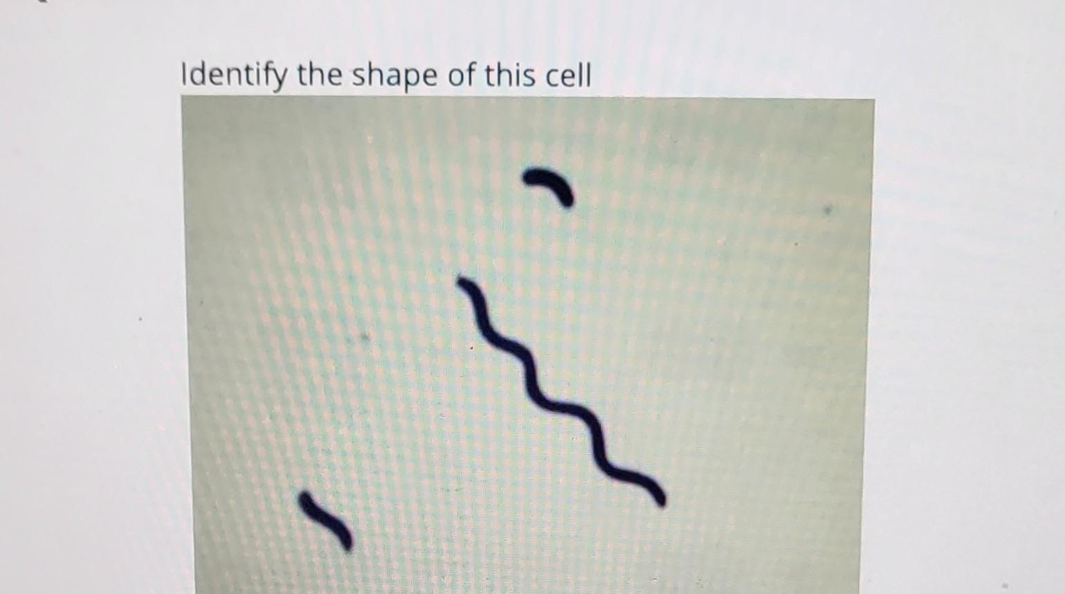 Solved Identify the shape of this cell Identify the genus | Chegg.com
