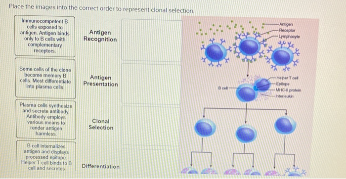 Solved Place the images into the correct order to represent | Chegg.com