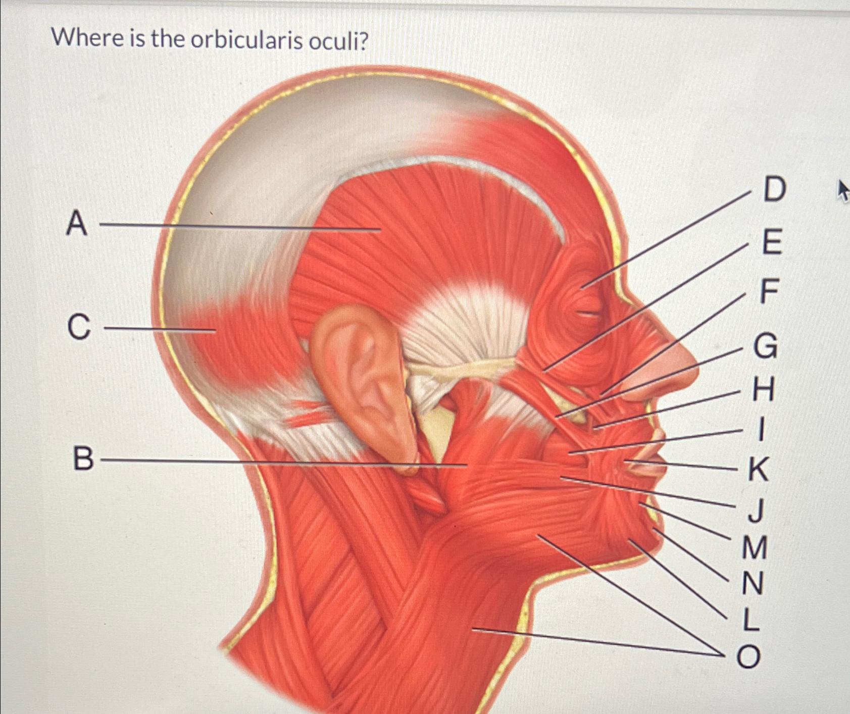 Solved Where is the orbicularis oculi? | Chegg.com