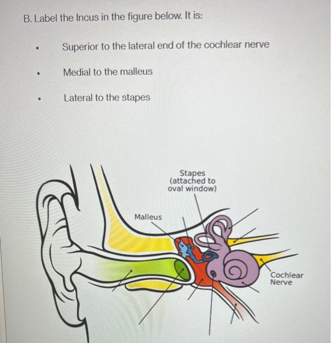 Solved B. Label the Incus in the figure below. It is: - | Chegg.com