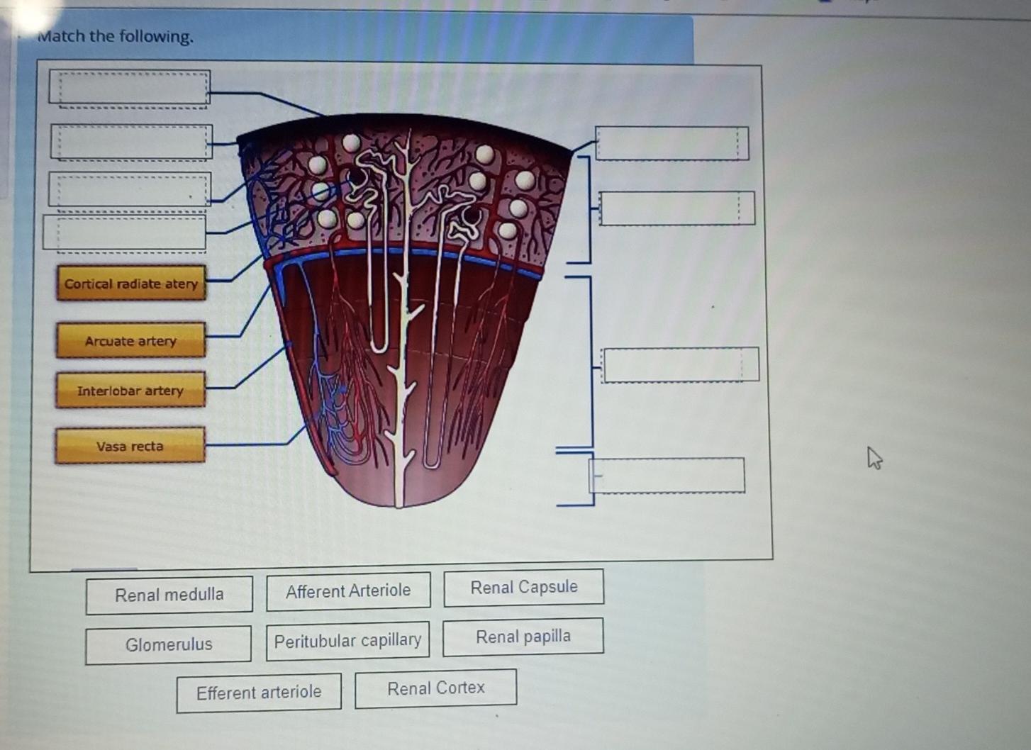 Solved Match the following. Cortical radiate atery Arcuate | Chegg.com
