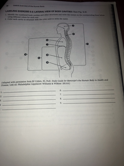 Solved Unit Overview of the Human Body LABELING EXERCISE | Chegg.com