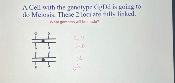Solved A Cell with the genotype GgDd is going to do Meiosis. | Chegg.com